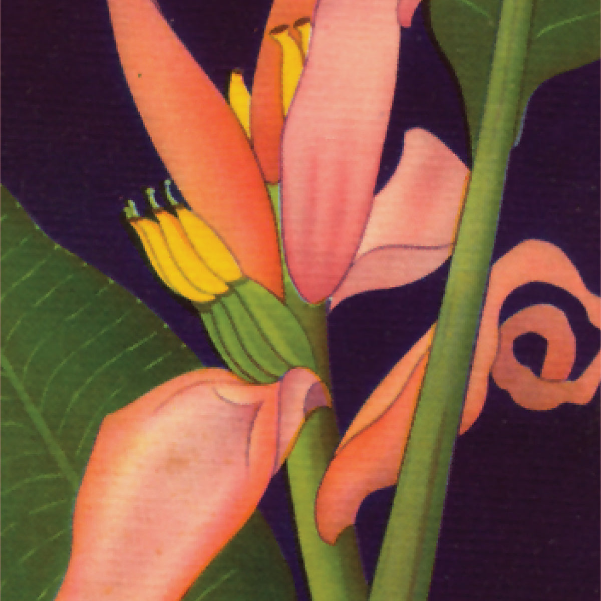 Banana Flower Light Switch Cover– Rubber Stamp Plantation
