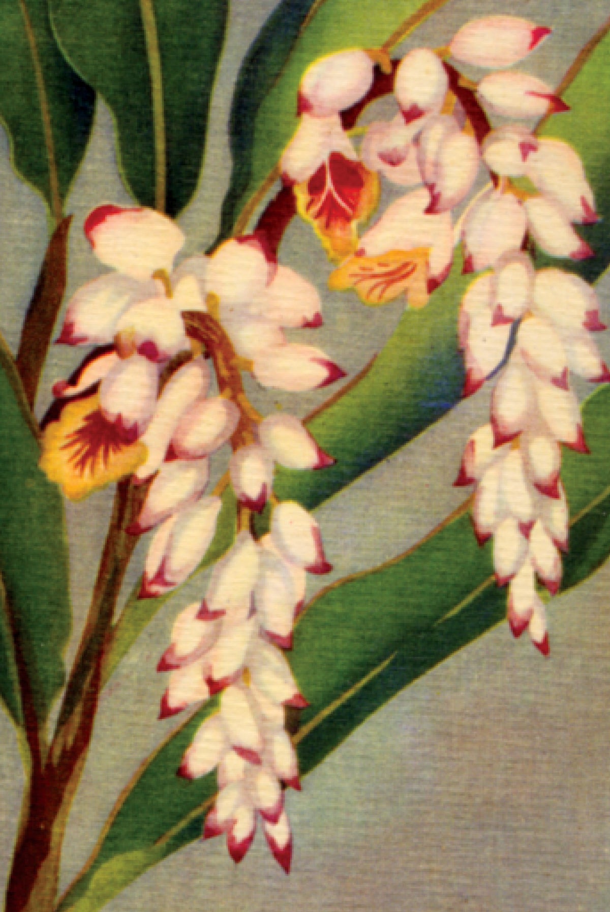 Shell Ginger Light Switch Cover– Rubber Stamp Plantation