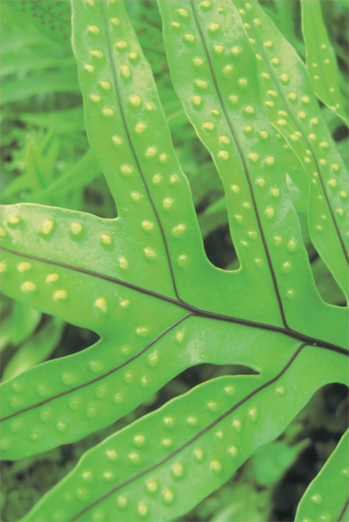 Laua'e Light Switch Cover– Rubber Stamp Plantation